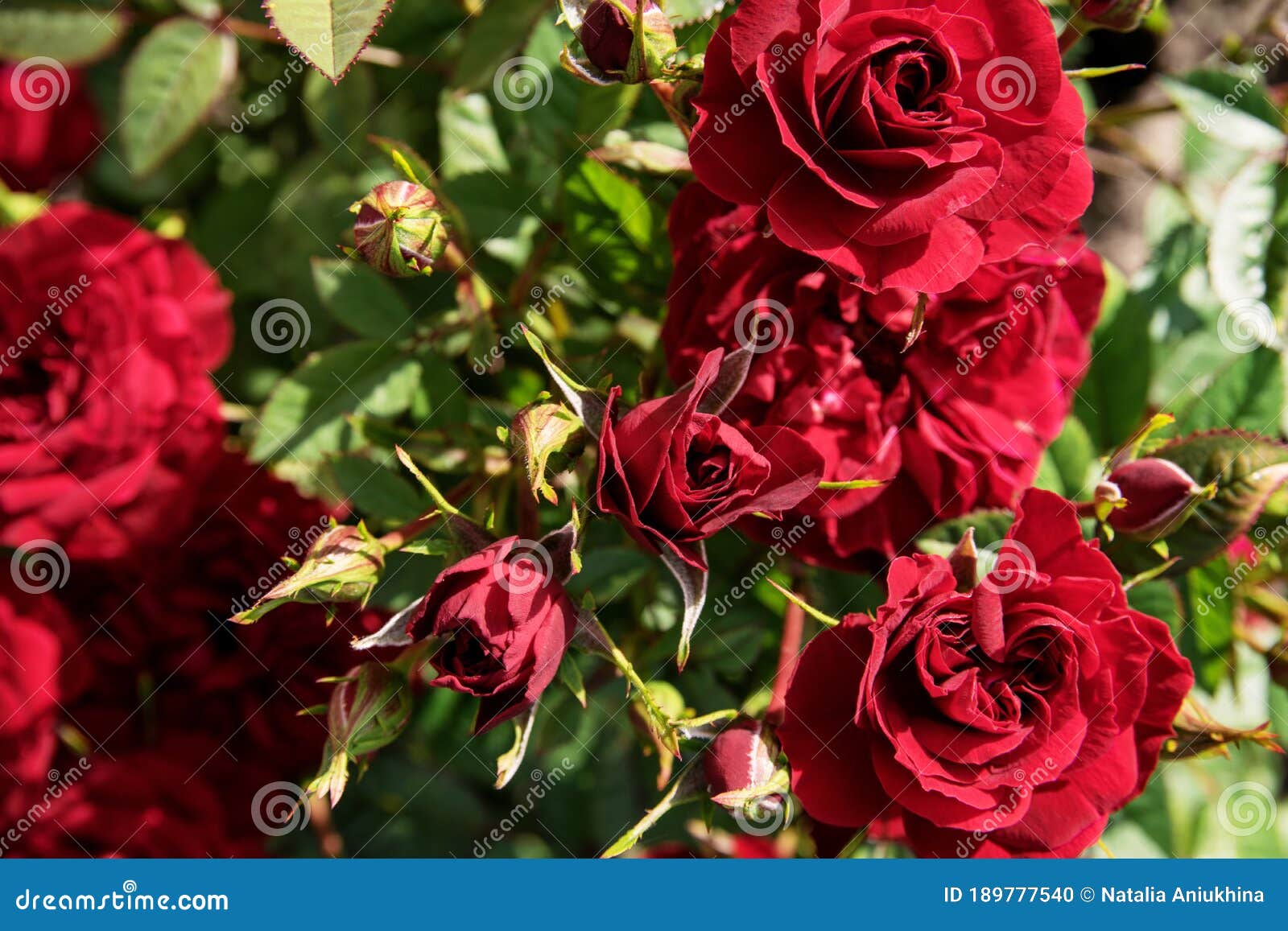 Bush of Red Little Roses Bloom in the Garden Stock Photo - Image of ...