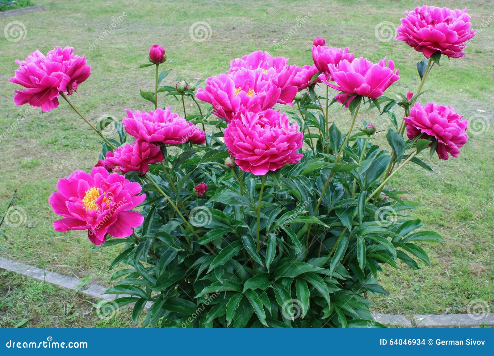 Bush red peonies stock photo. Image of nature, field - 64046934