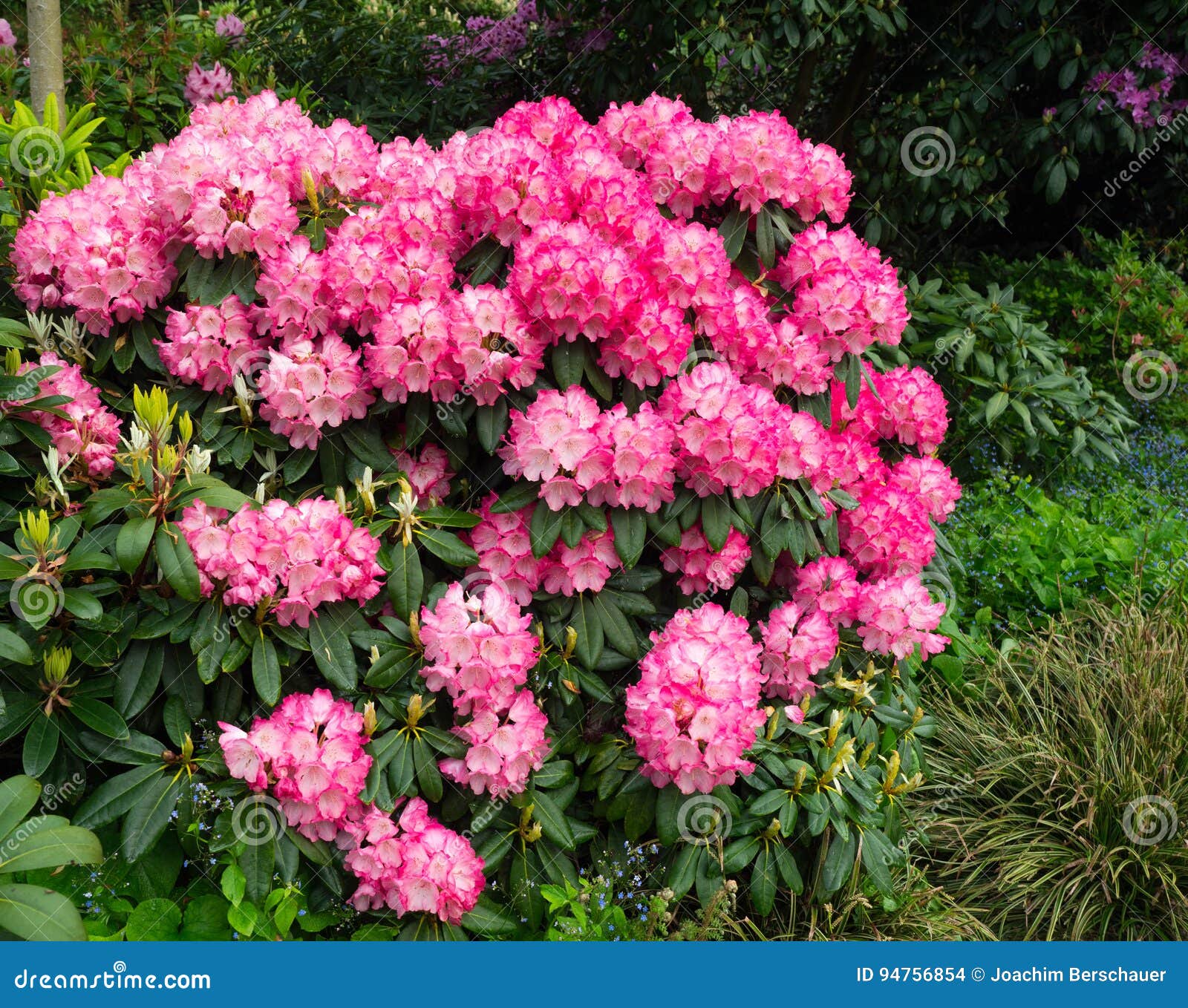 A Bush with Red Rhododendrons. Stock Photo - Image of bush, nature ...