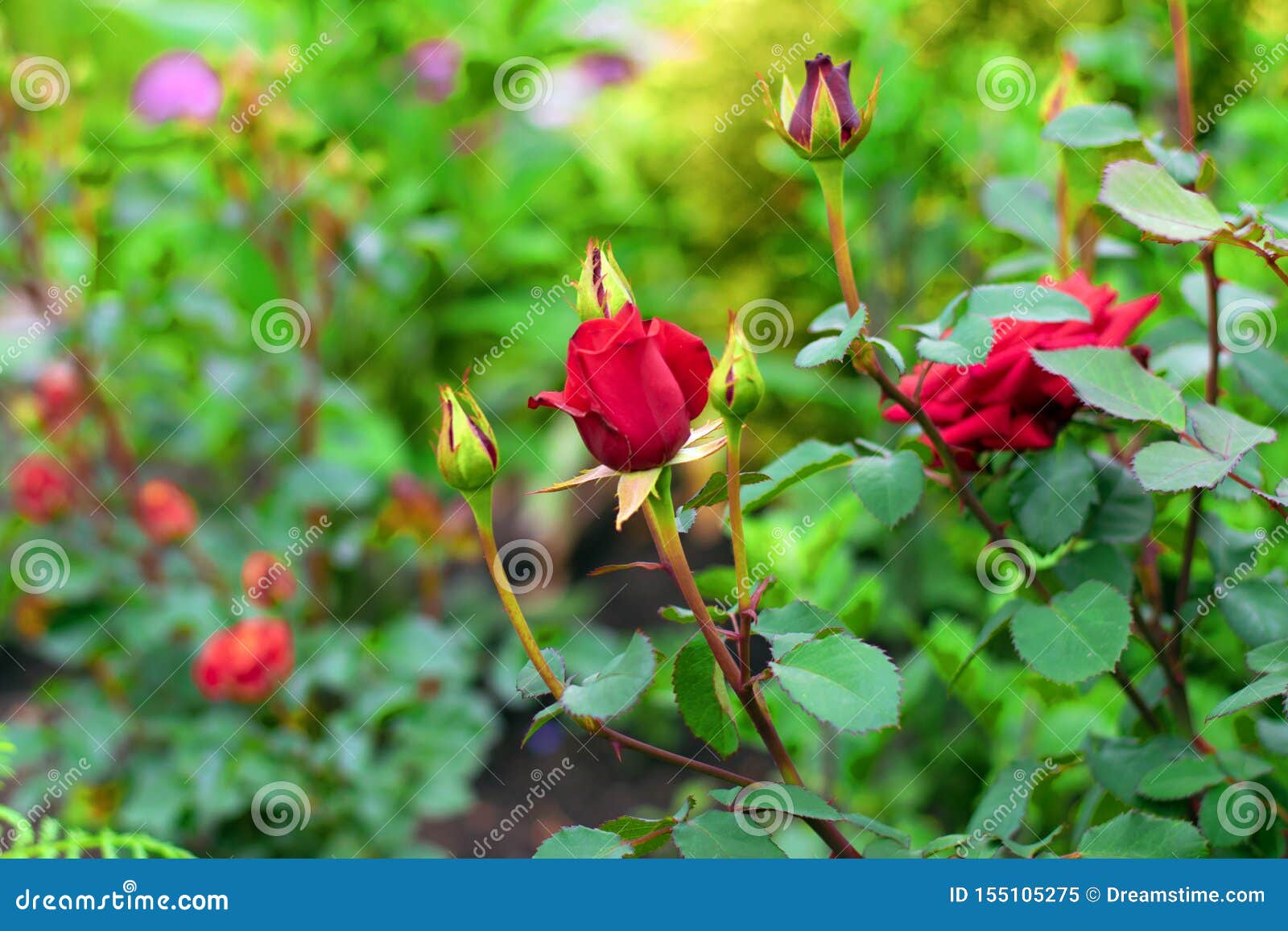 Bush with a Red Rose in the Garden Stock Image - Image of garden, nbush ...
