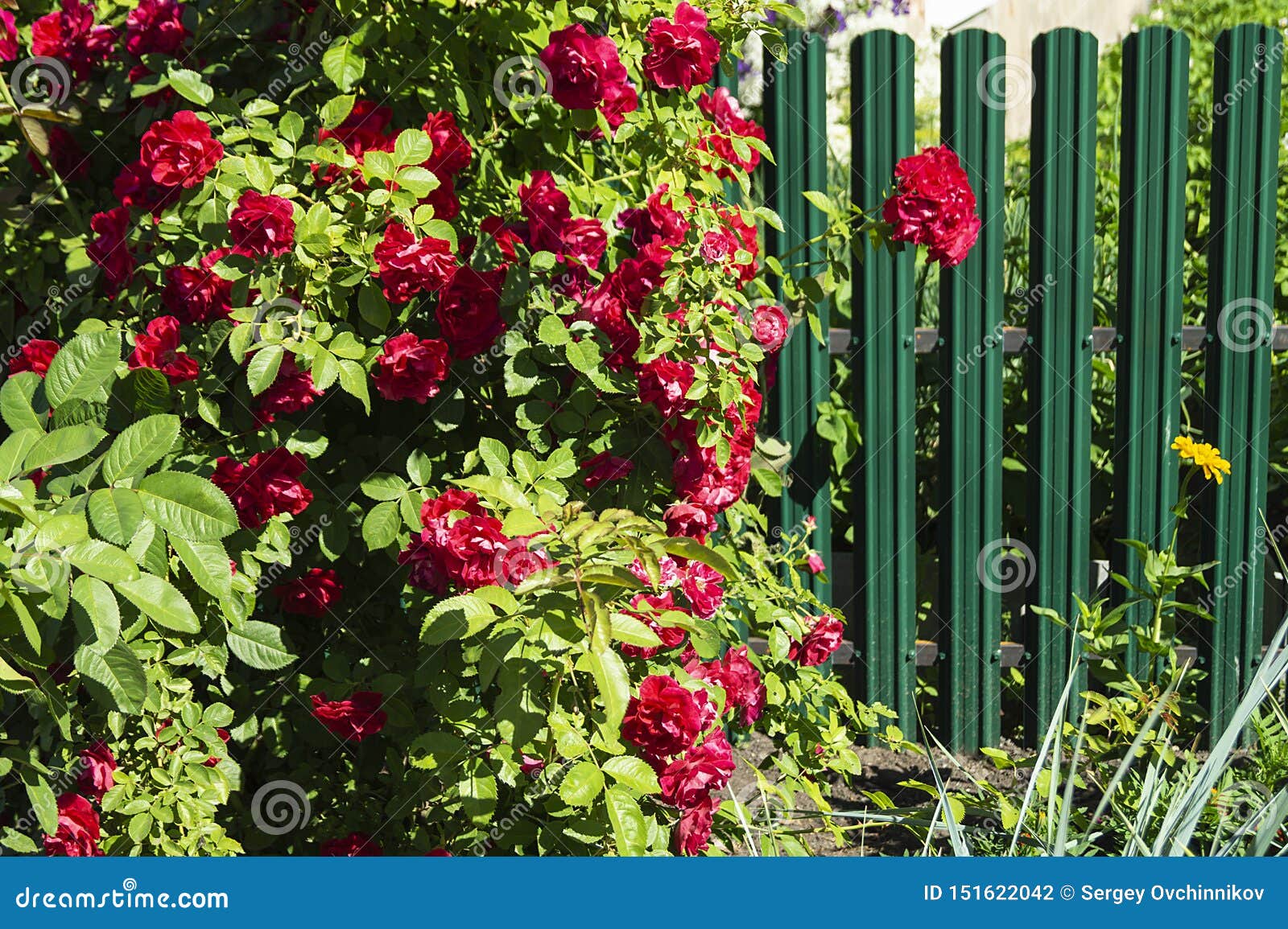 Bush of the Red Rose at Year Term of Time Stock Photo - Image of ...