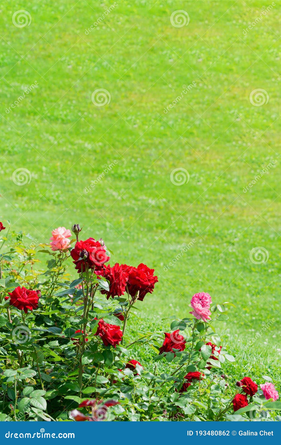 A Bush of Red Roses on a Background of a Green Lawn. Stock Photo ...