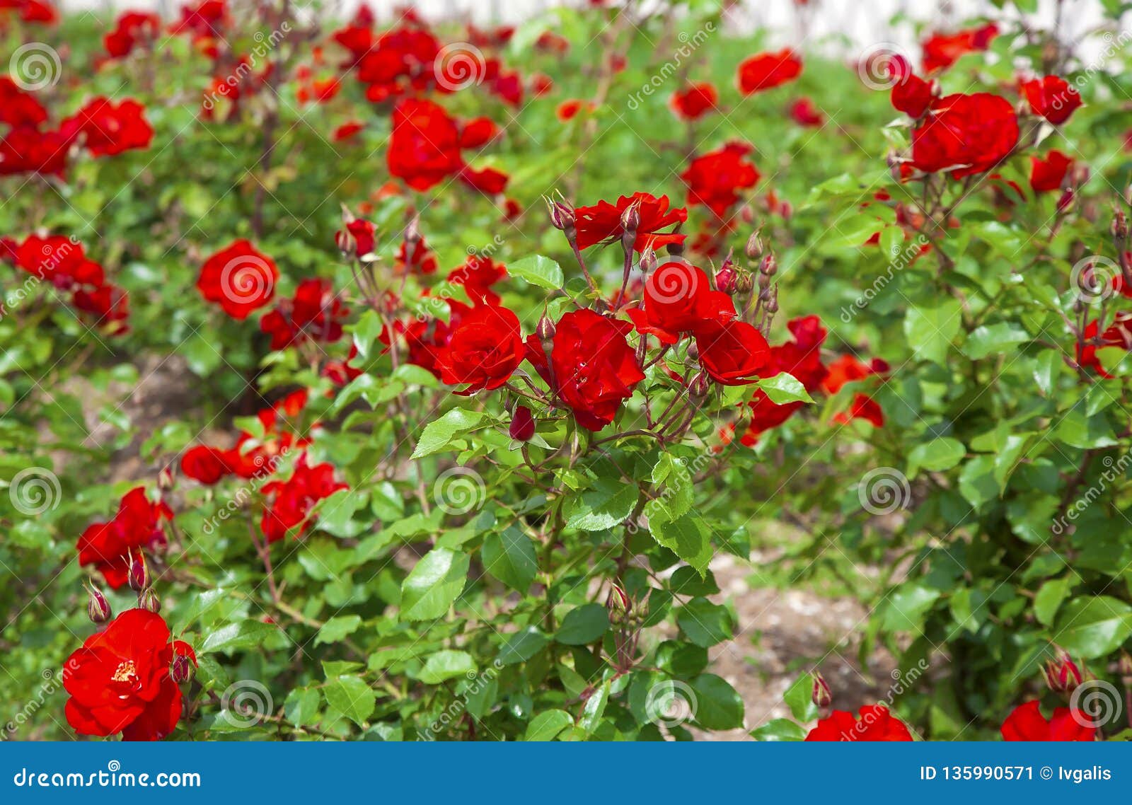 Large bush of red roses stock image. Image of bush, flora - 135990571