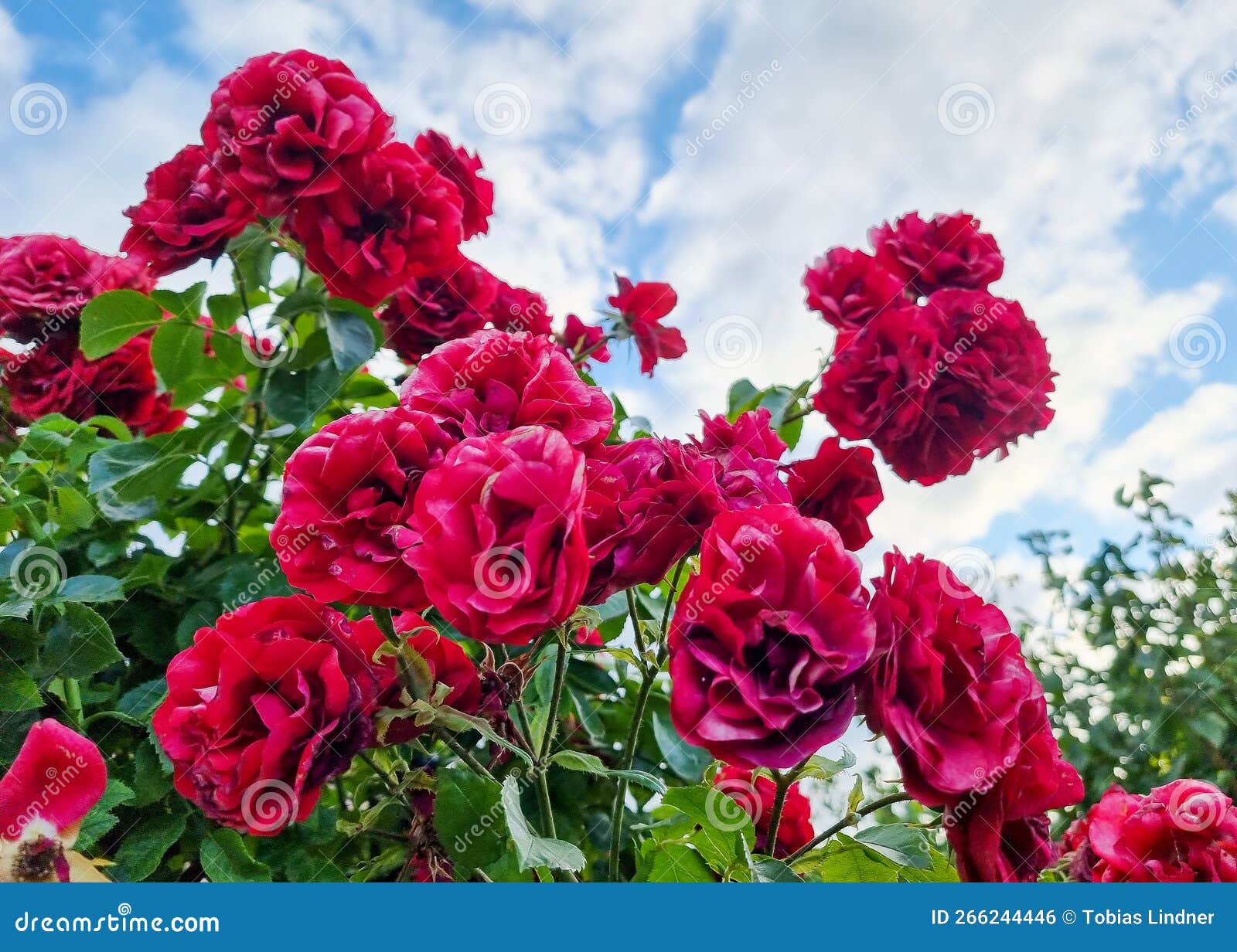 Bush of Red Roses, Cloudy Sky in the Background Stock Photo - Image of ...