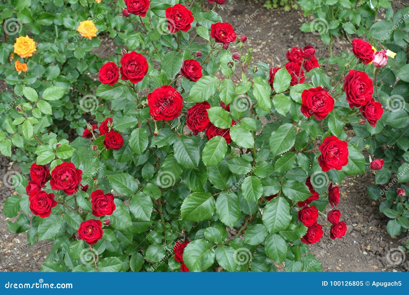 Bush of Red Roses in Full Bloom Stock Image - Image of inflorescence ...