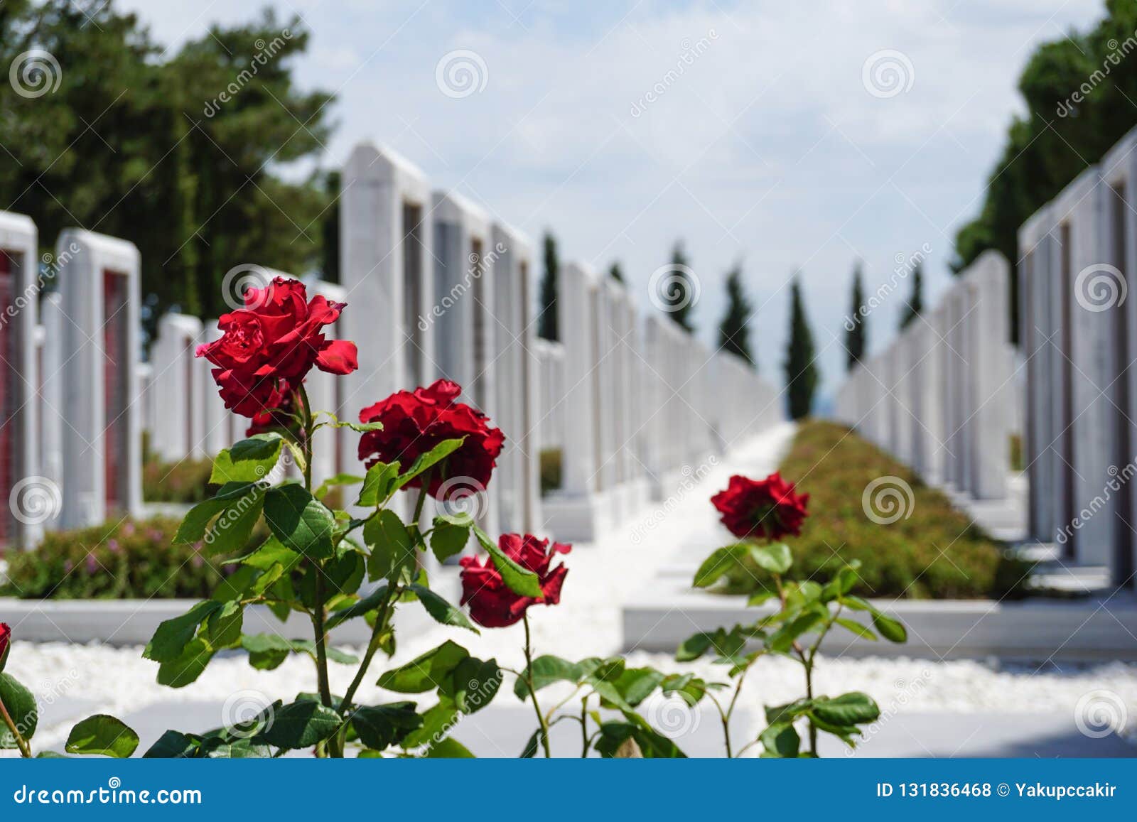 Bush of Red Roses in between Memorial Cemetary, Blurred Background ...