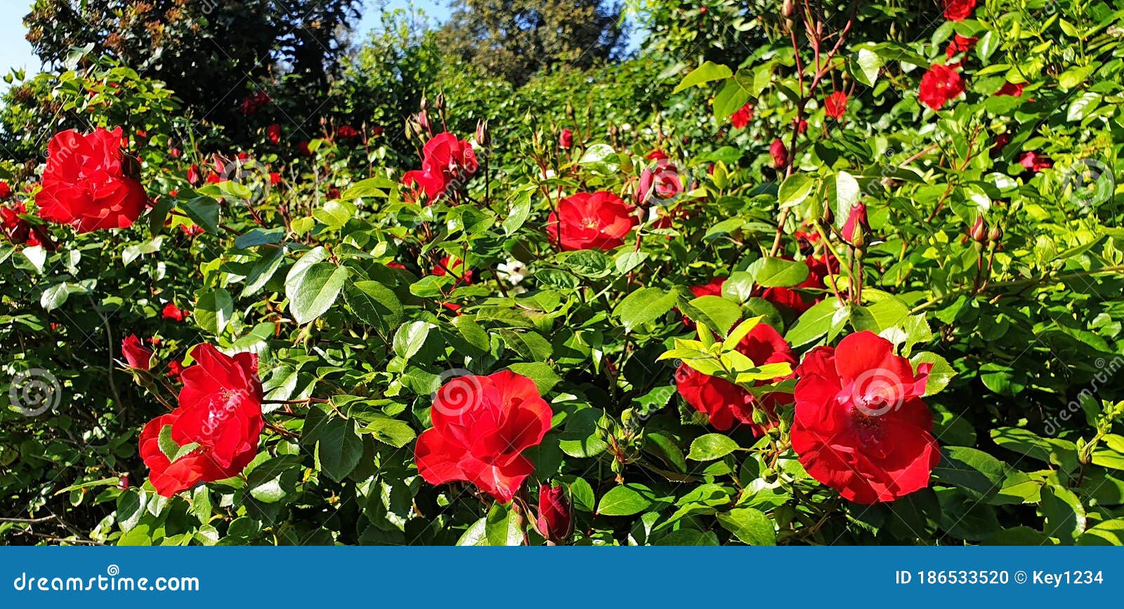 Panorama of red roses. stock photo. Image of nature - 186533520