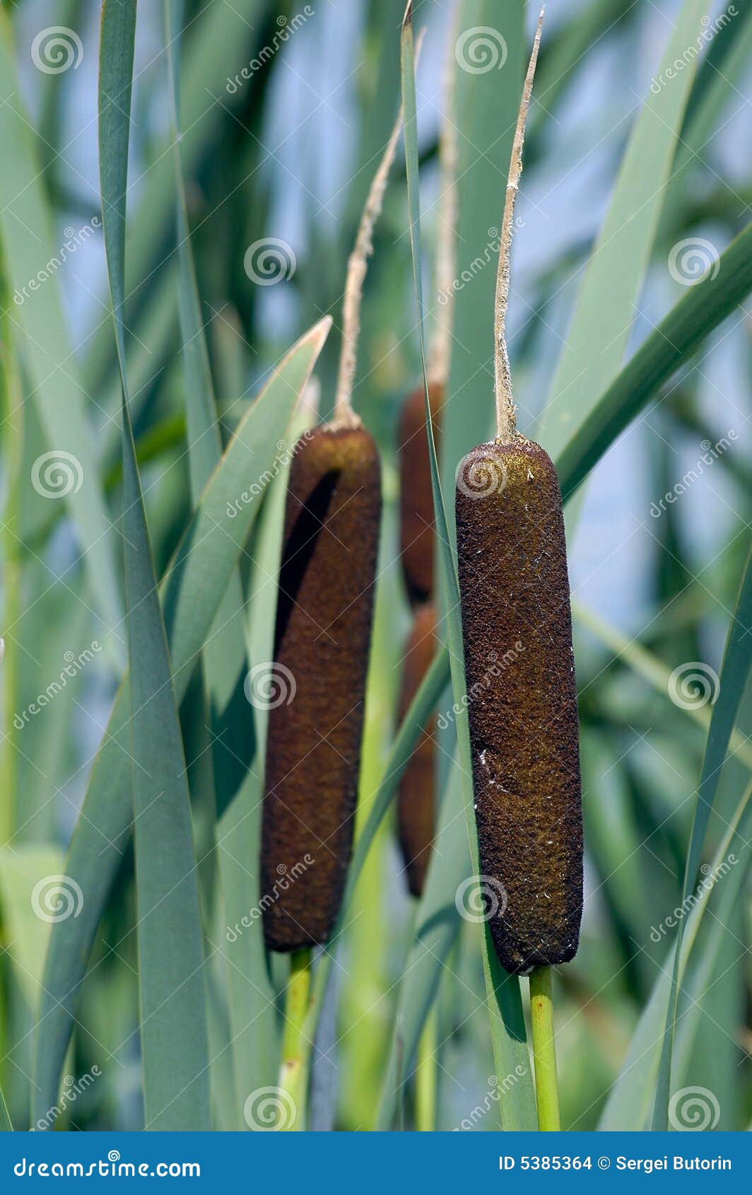 Bush of reed stock photo. Image of rural, marsh, decoration - 5385364