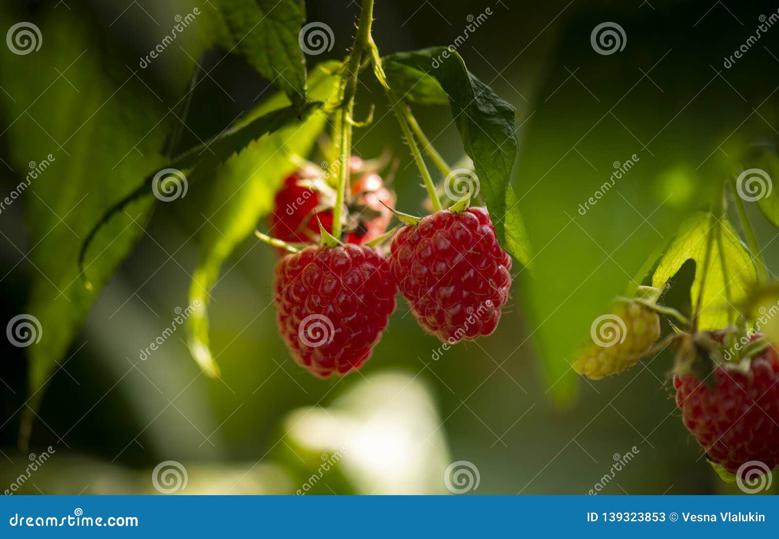 Bush with Ripe Berries of Red Raspberry Stock Image - Image of harvest ...