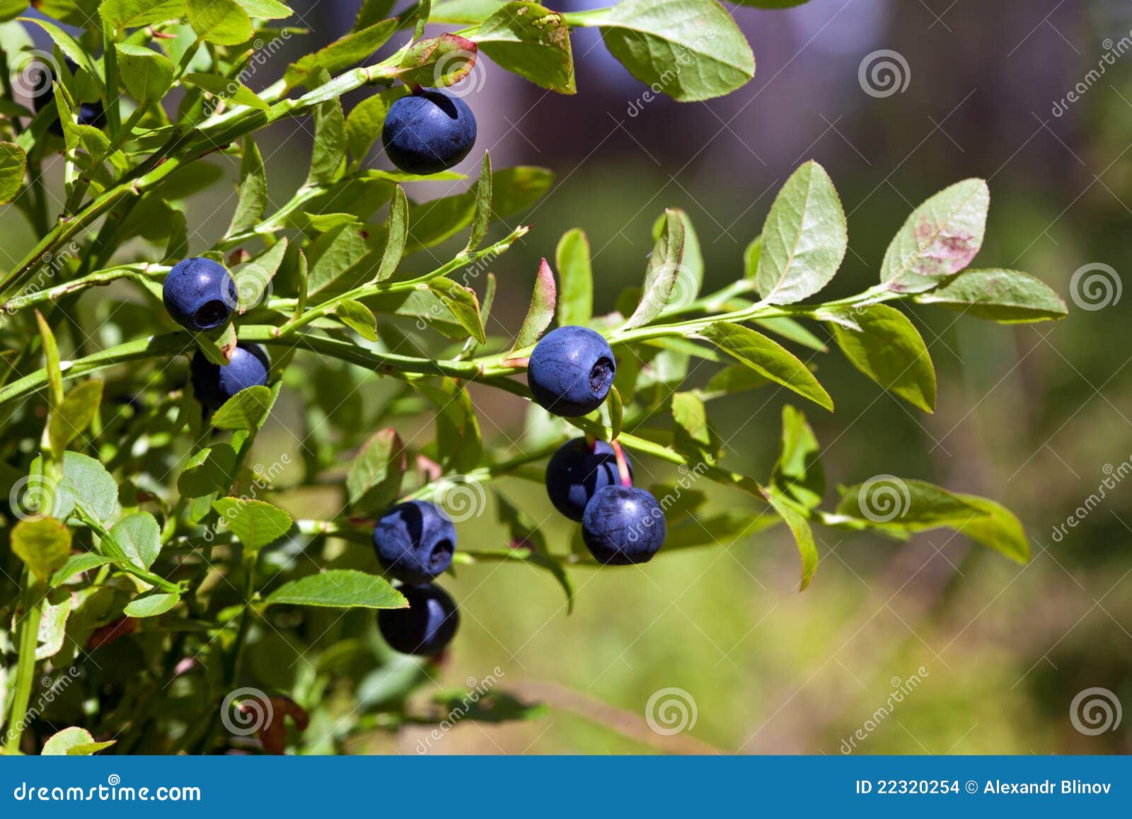 Bush of a ripe bilberry stock photo. Image of freshness - 22320254