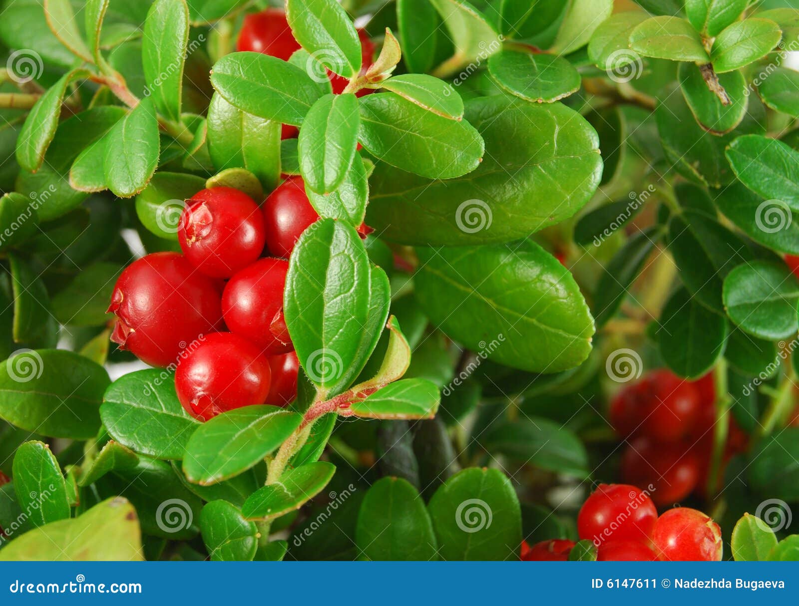 Bush of ripe cowberries stock image. Image of herb, forest - 6147611