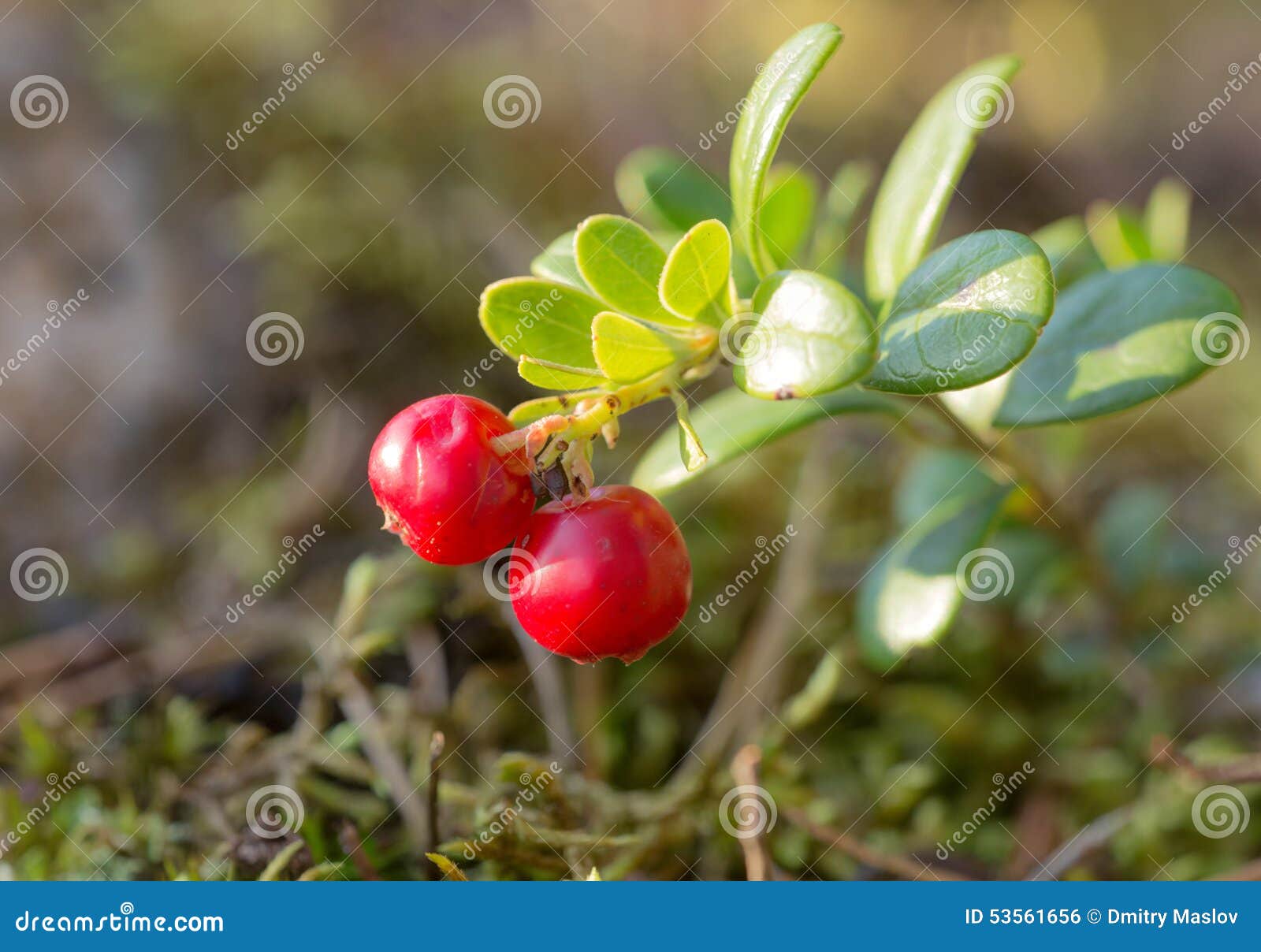 Bush of ripe cowberries stock photo. Image of season - 53561656