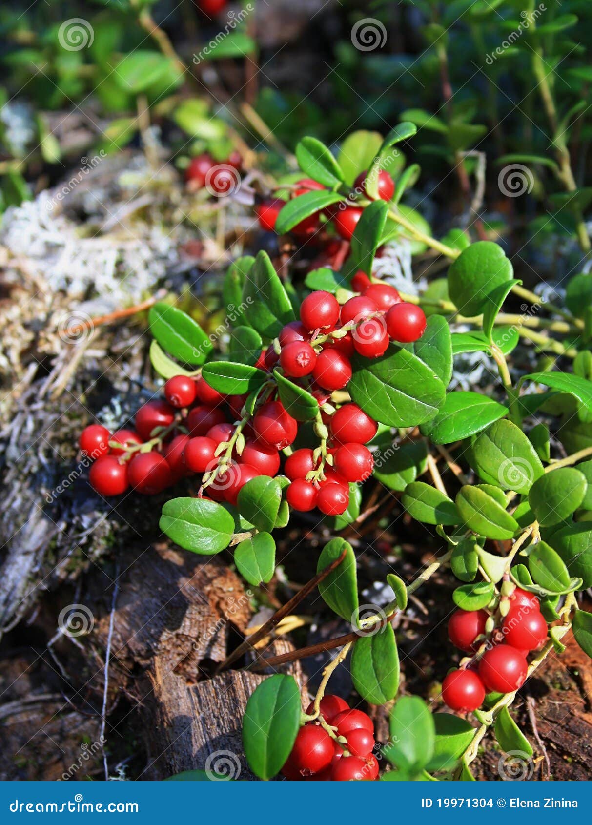 Bush of a Ripe Cowberry in Forest Stock Photo - Image of vitamin, crop ...