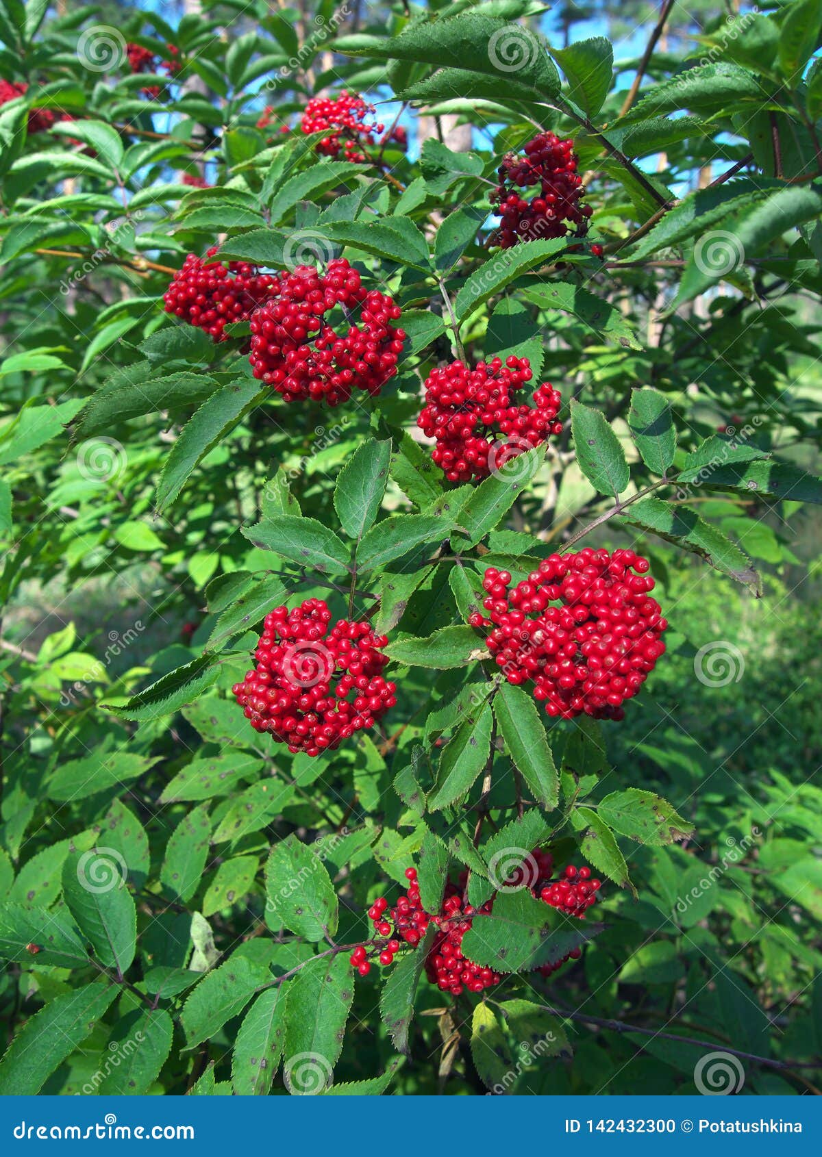 Bush of Ripe Red Elderberry in the Garden Stock Photo - Image of elder ...