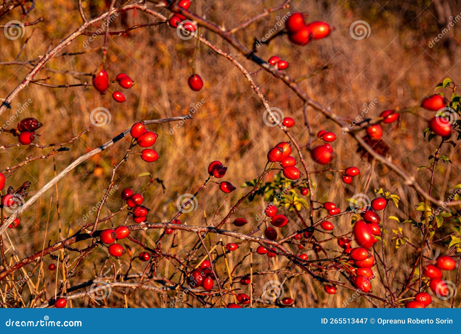 Bush with ripe rose hips stock image. Image of macro - 265513447