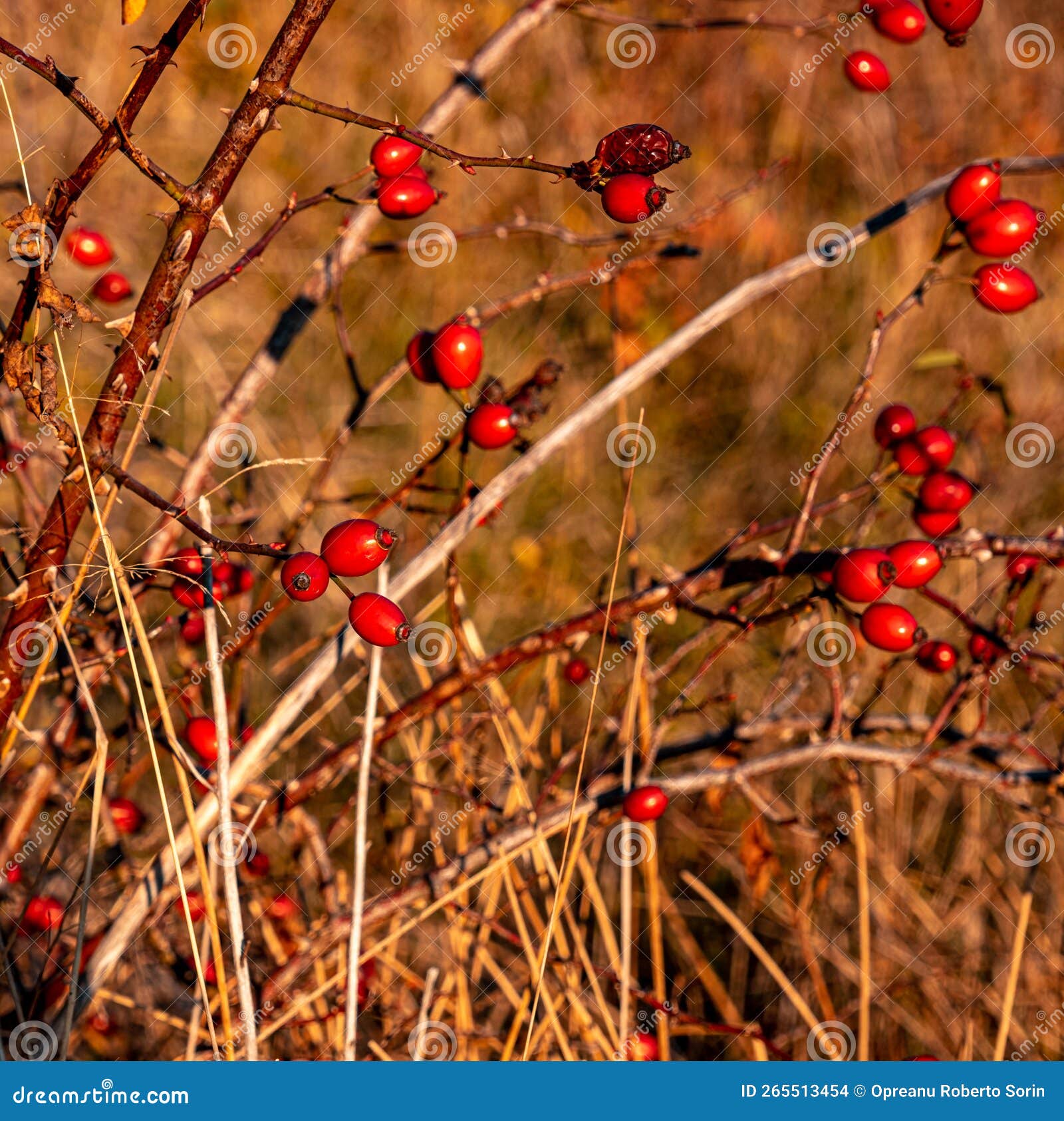 Ripe rose hips stock photo. Image of nature, bush, fresh - 265513454