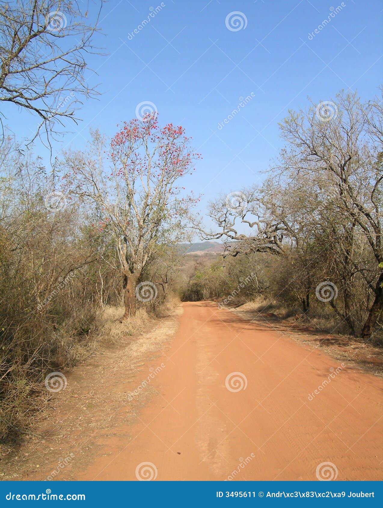Bush road stock image. Image of bush, dust, trees, flowers - 3495611