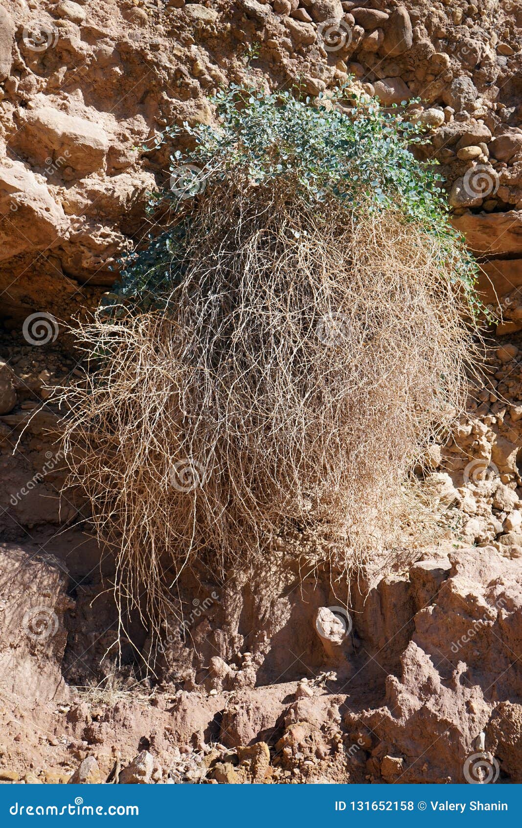 Bush on the rock wall stock photo. Image of gorge, bush - 131652158