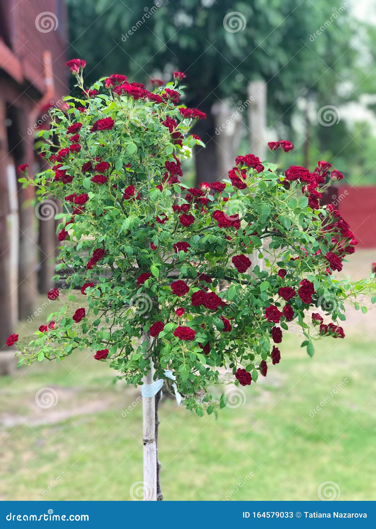 Bush rose on the stem stock image. Image of beautiful - 164579033