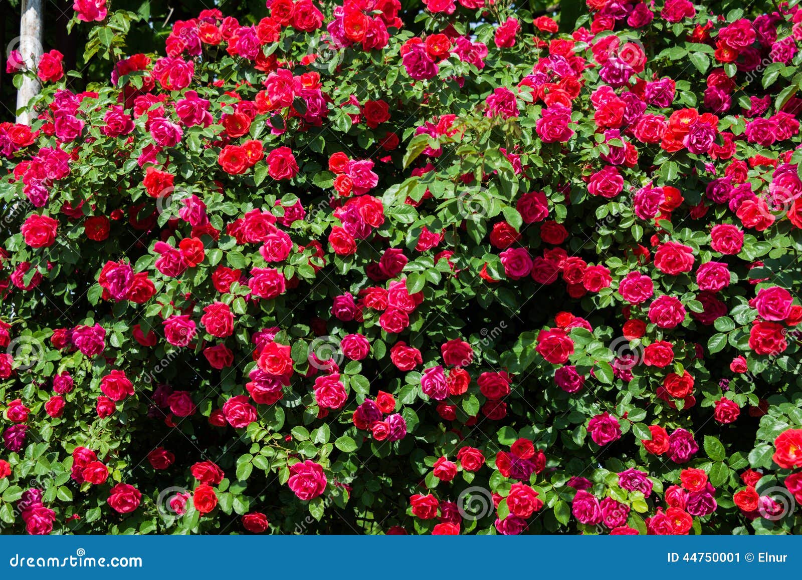 Bush of roses on bright stock image. Image of flowers - 44750001