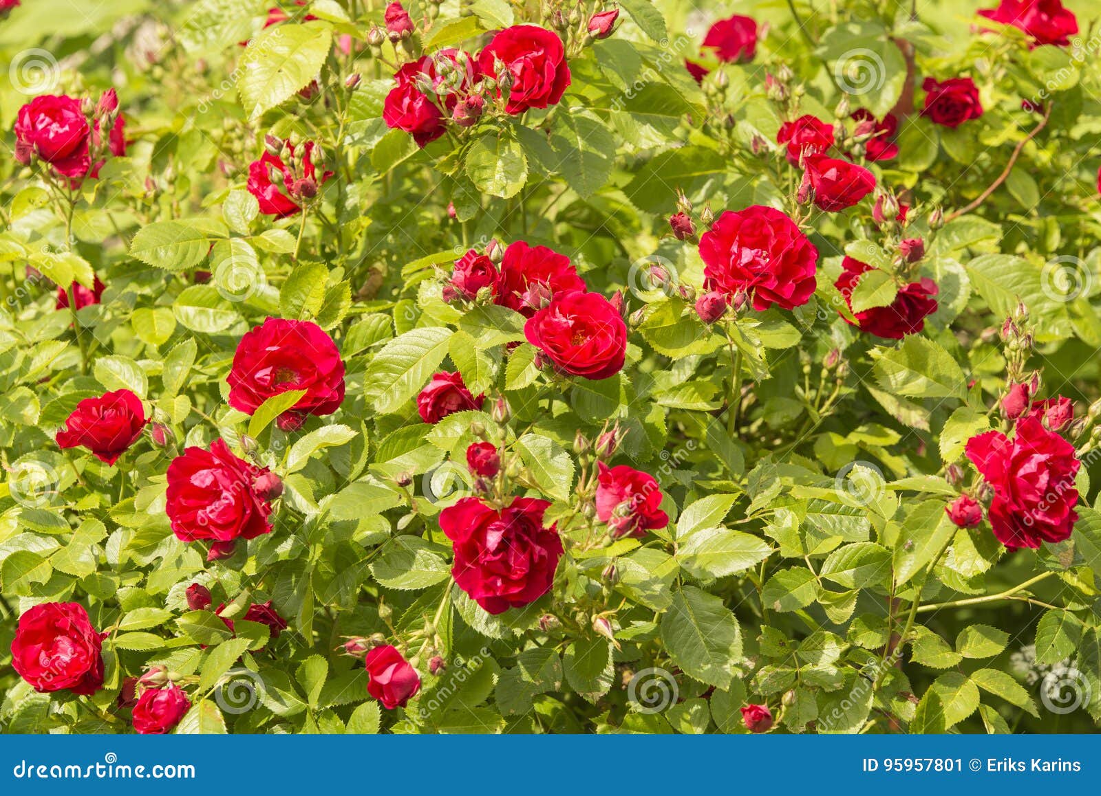 Bush of roses stock image. Image of rose, leaves, blossom - 95957801