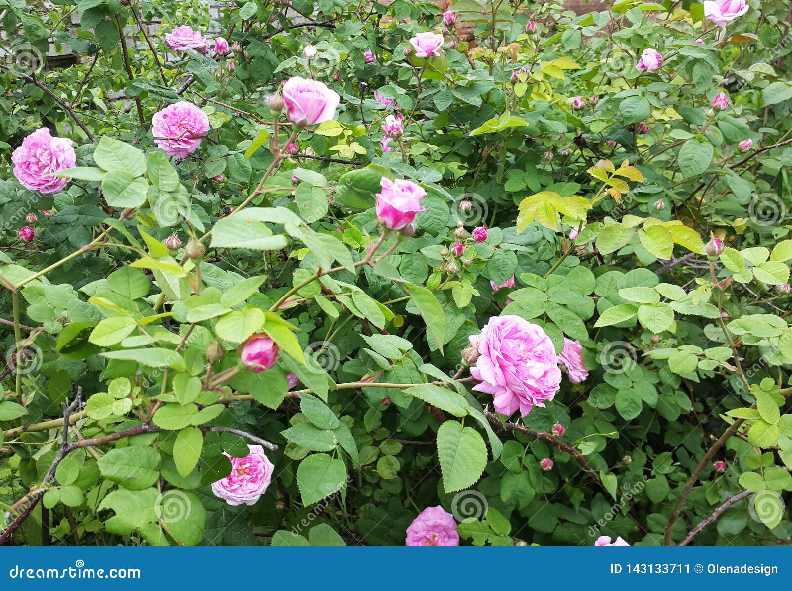 Bush with Roses in the Garden - Spring Stock Image - Image of gardening ...