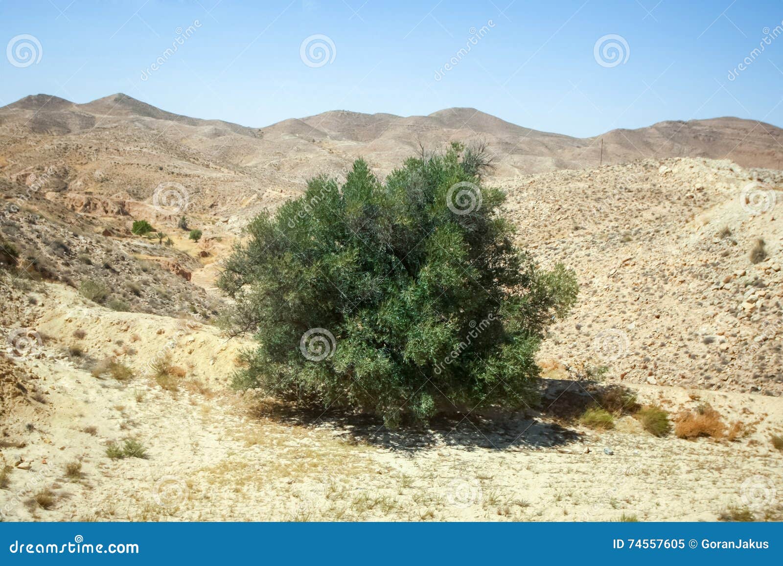 1,925 Bush Sahara Desert Stock Photos - Free & Royalty-Free Stock ...