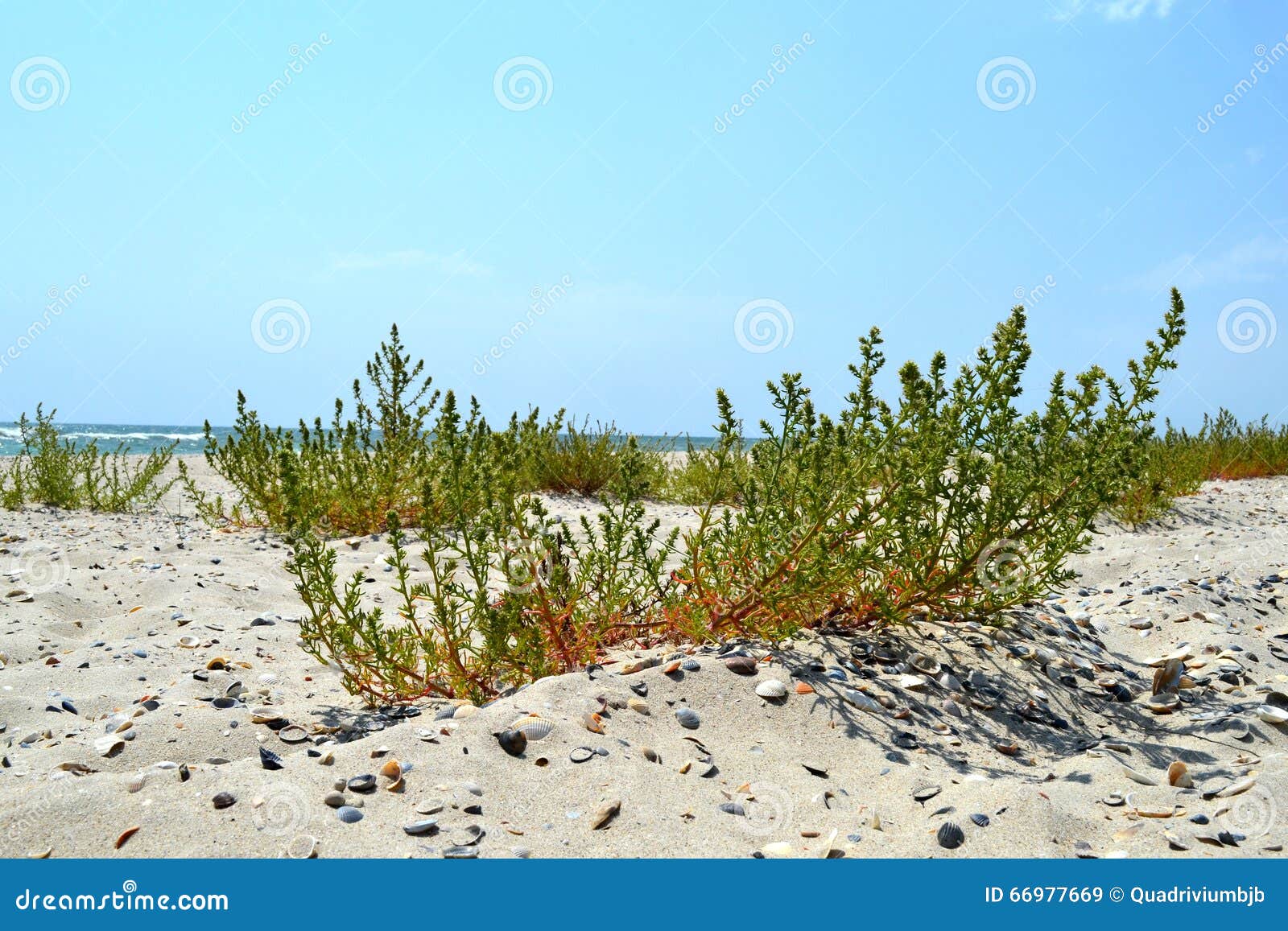 Bush in sand stock image. Image of sand, shells, blue - 66977669