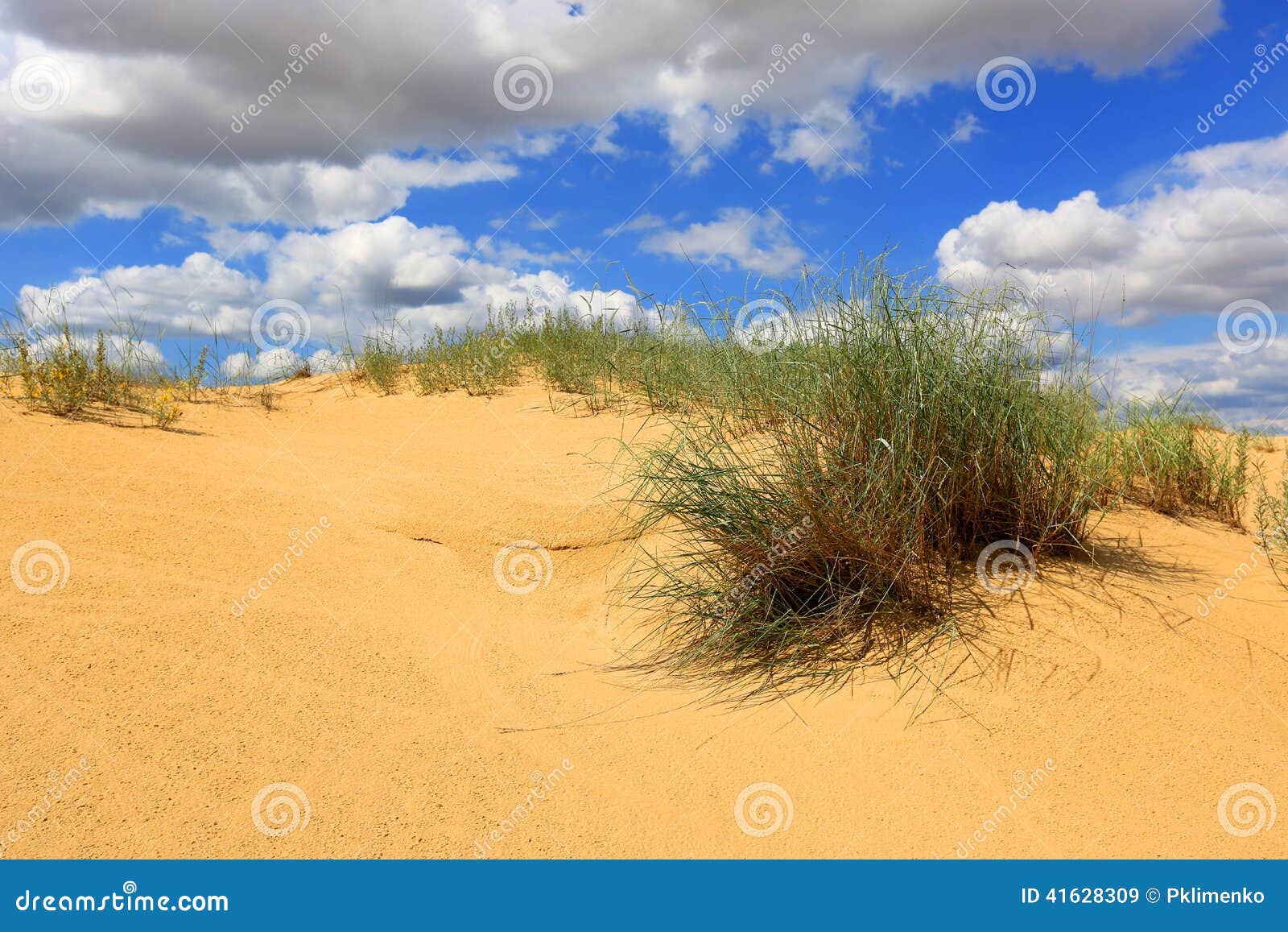 Bush in sands stock image. Image of travel, scene, summer - 41628309