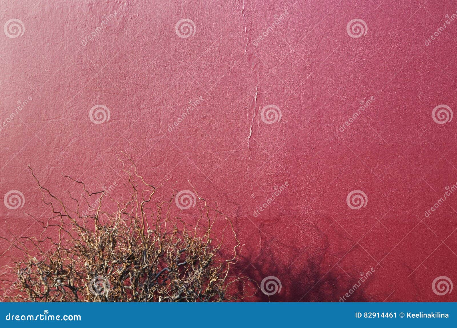 Bush with Shadow on a Red Wall Stock Image - Image of background ...