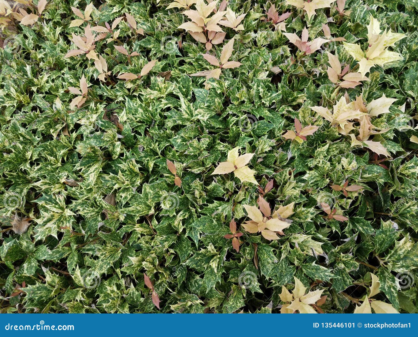 Bush with Sharp Green and Yellow Leaves Stock Image - Image of nature ...