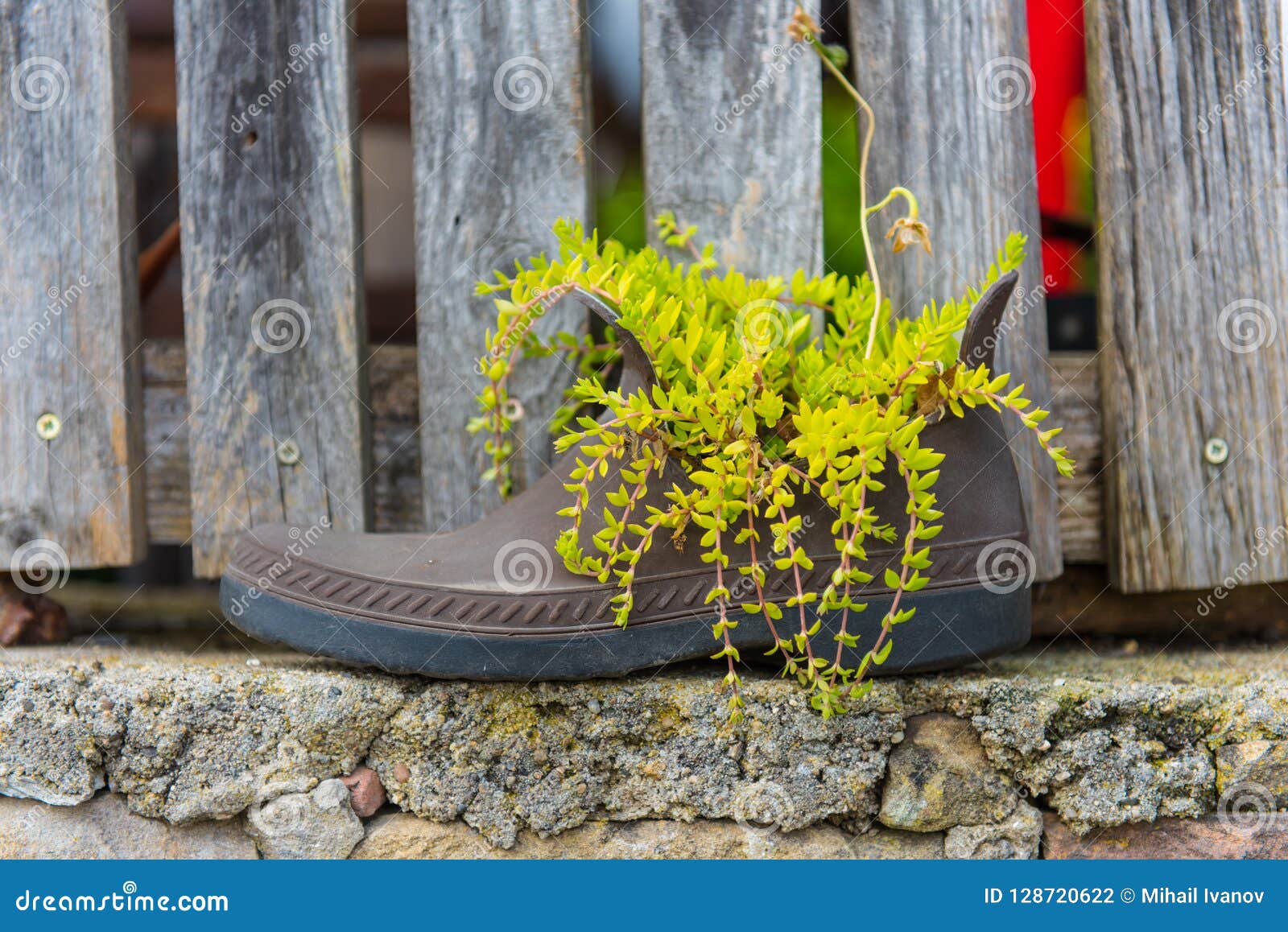 Bush in a shoe stock photo. Image of creative, gardening - 128720622