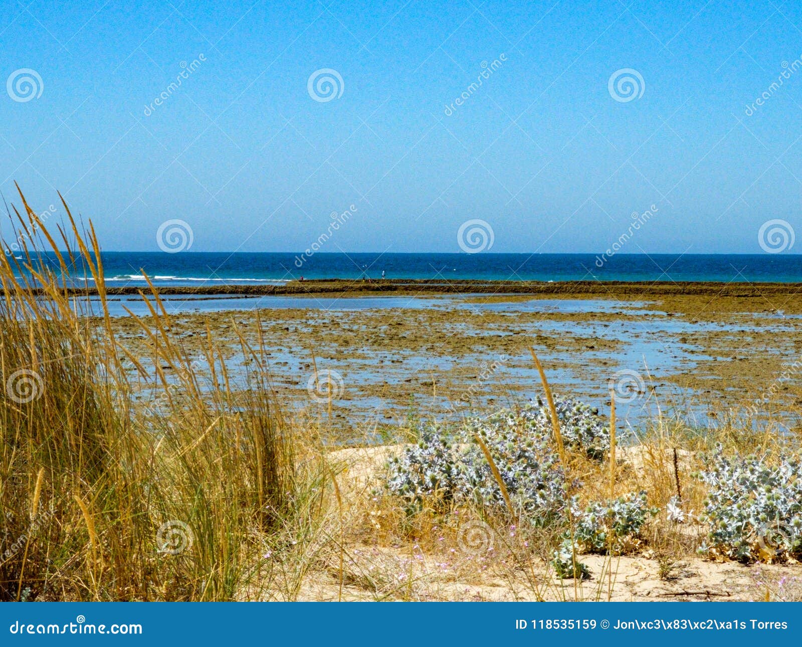 Bush on the Beach Shore with the Sea Calm in the Background Stock Image ...