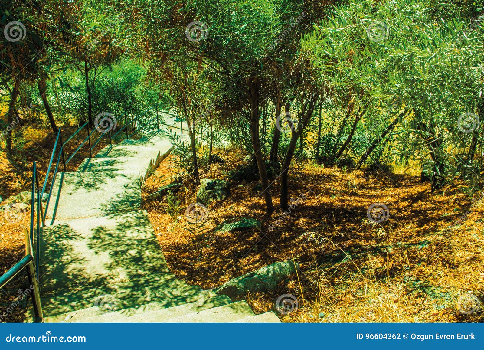 Bush shrub shooting stock photo. Image of nature, floral - 96604362