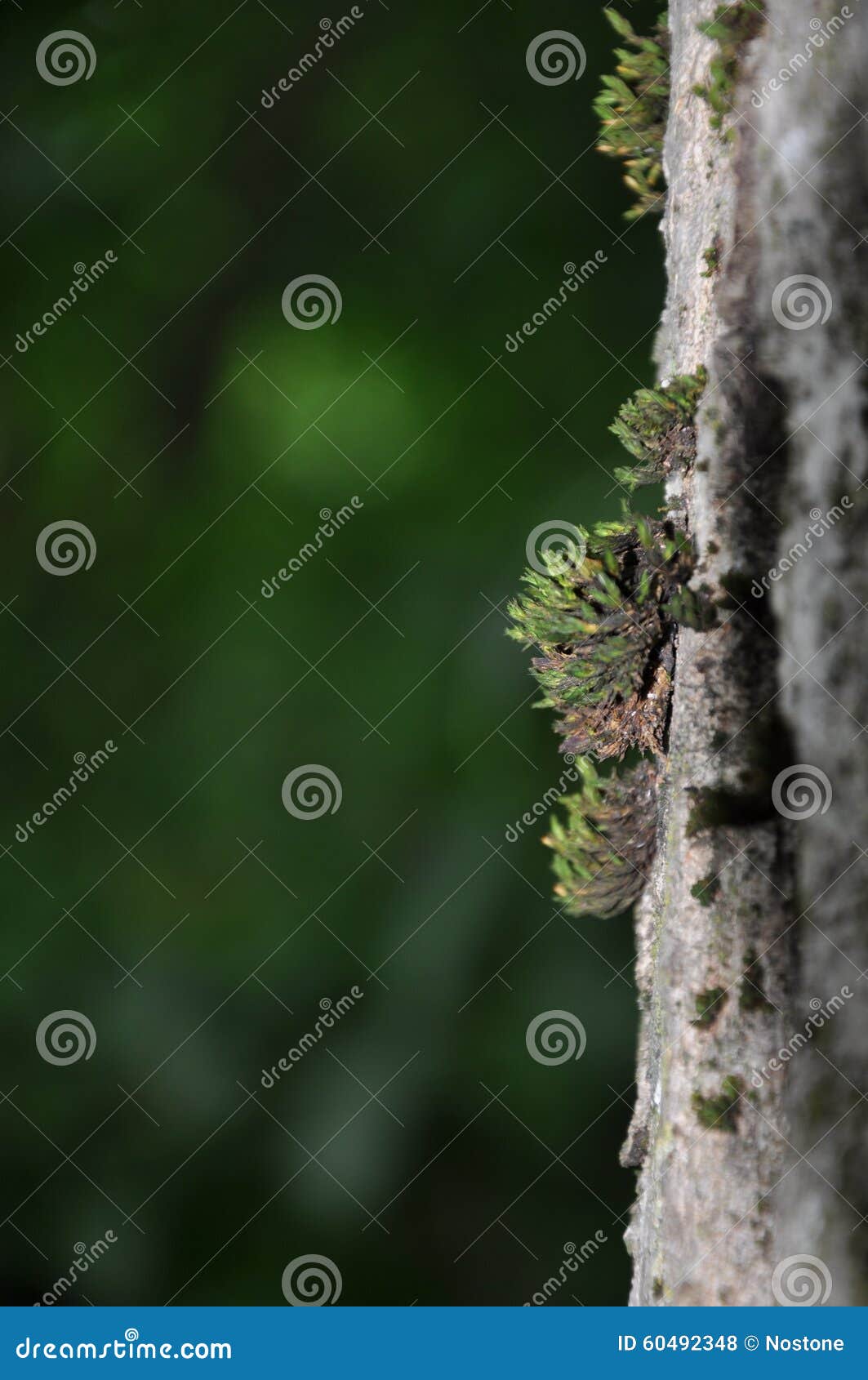 Bush stock photo. Image of bushes, yellow, dead, leaves - 60492348