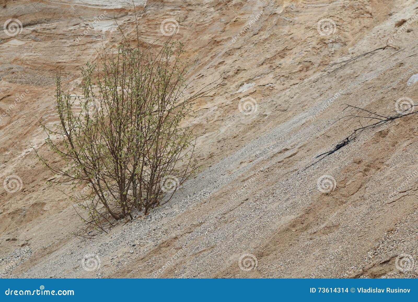 Bush on slope stock photo. Image of spring, single, green - 73614314
