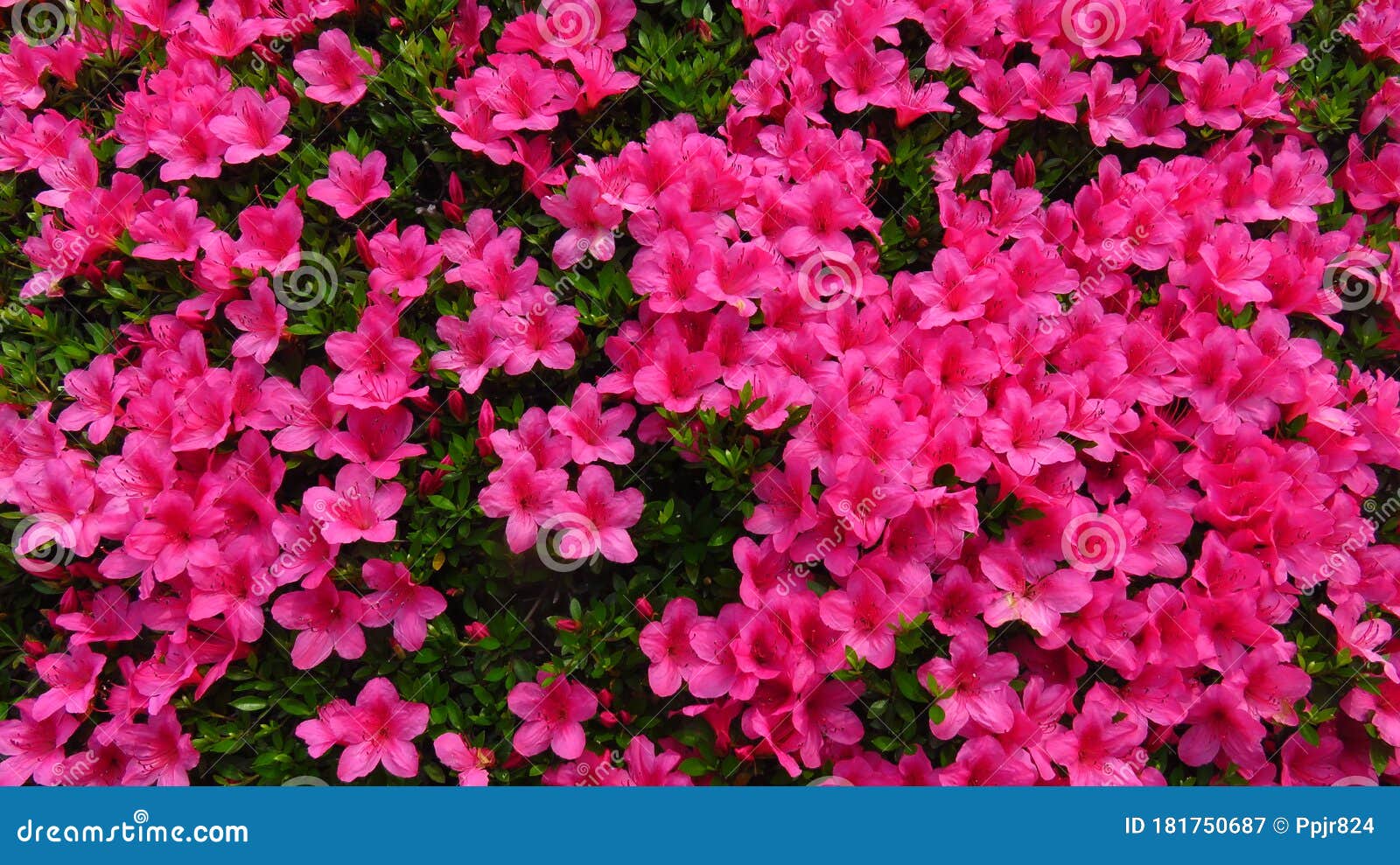 Bush with Small Pink Flowers Stock Image - Image of nature, plant ...