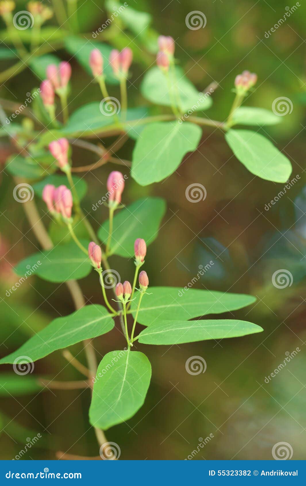 Bush with Small Pink Flowers Stock Photo - Image of nature, pink: 55323382