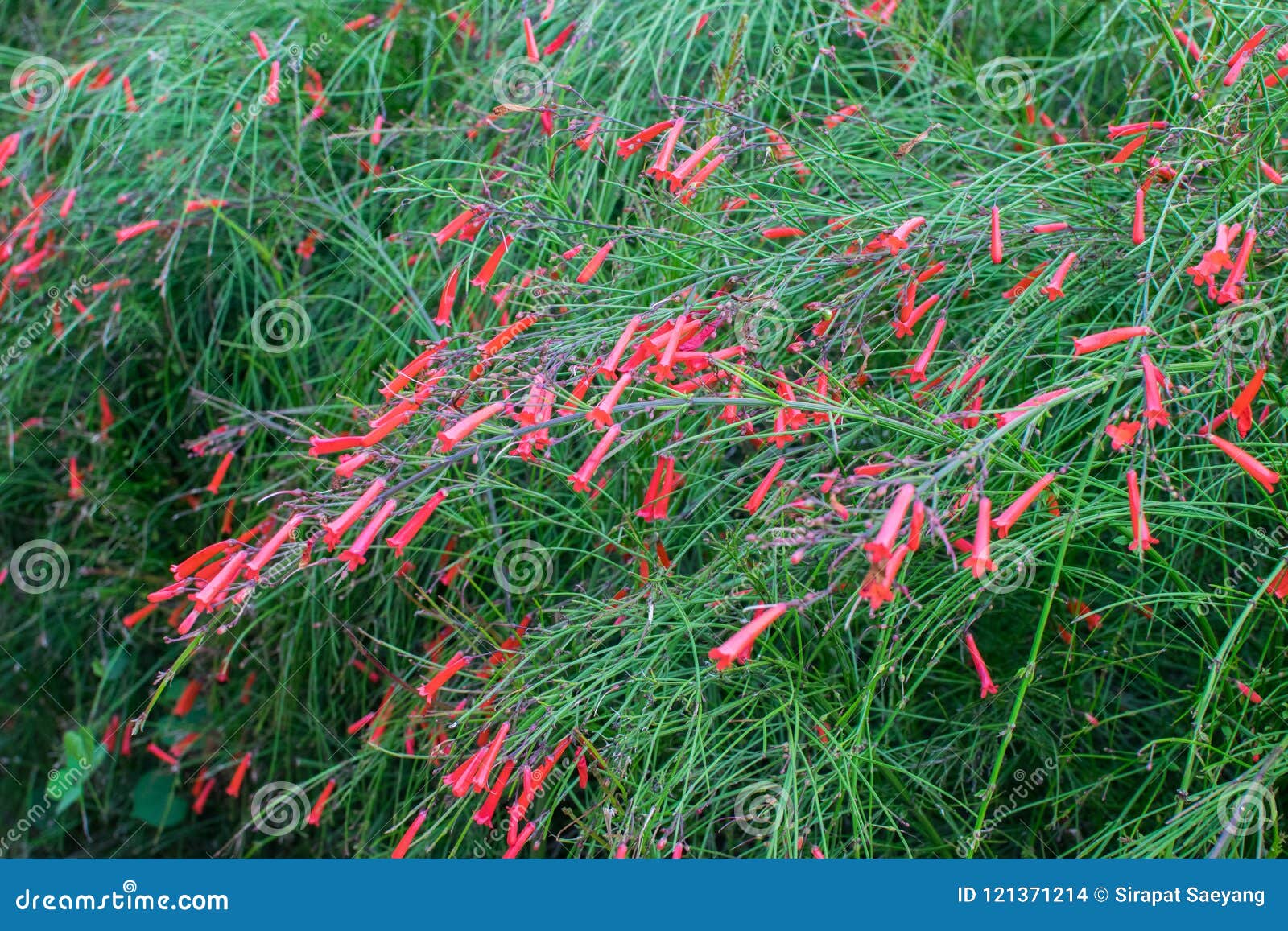 Chinese Firecracker Flowers Stock Photo - Image of small, flower: 121371214