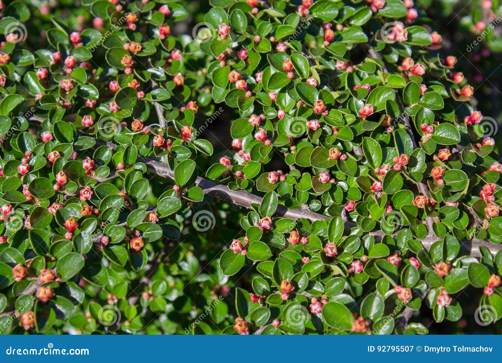 Bush with Small Red Flowers Lit by the Sun Stock Image - Image of ...