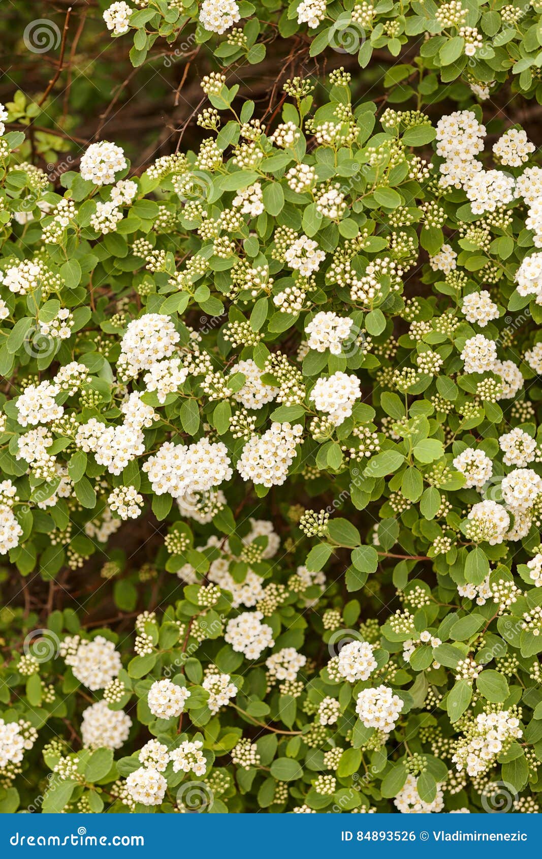 White Flowers on a Branches Stock Photo - Image of bouquet, branch ...