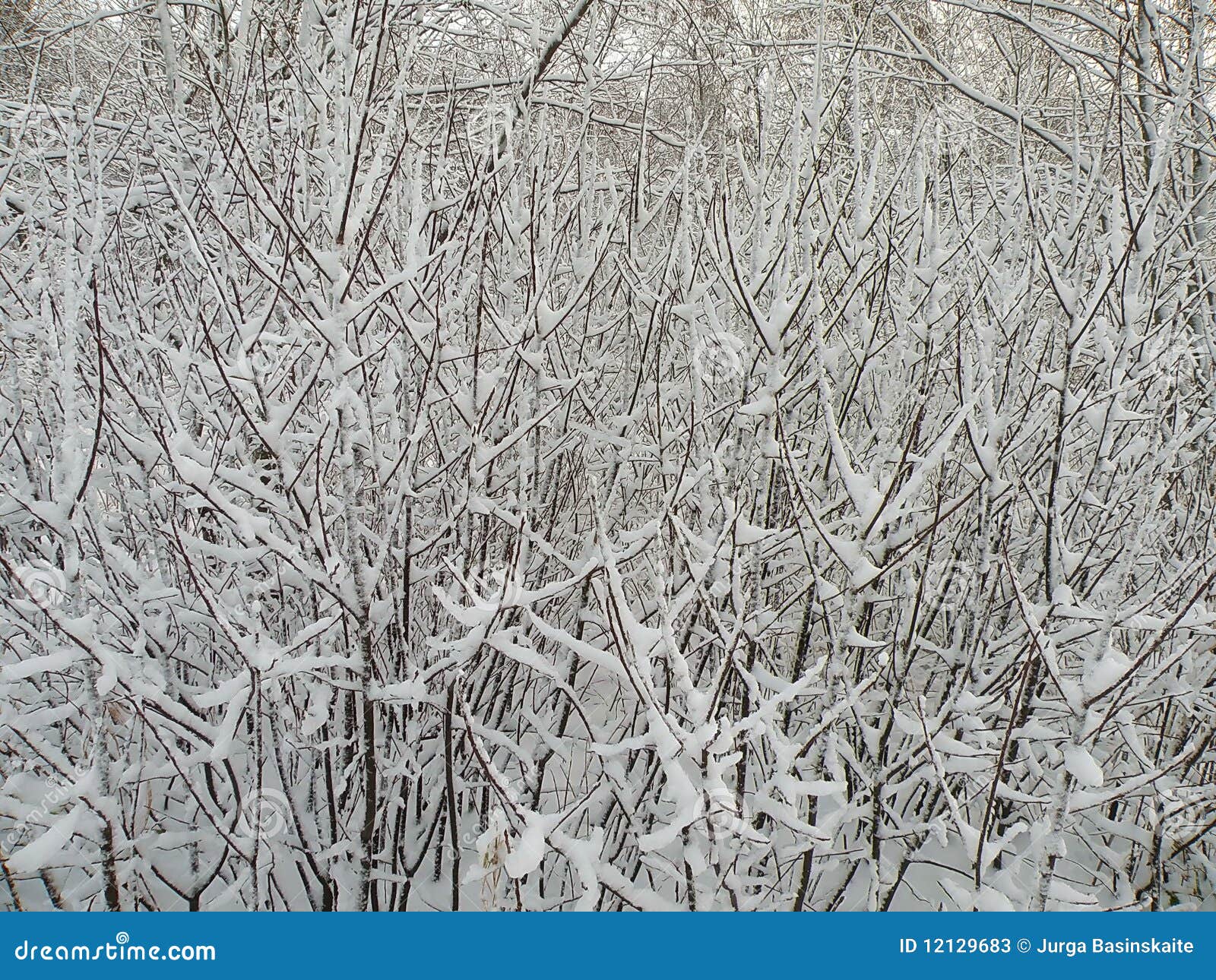 Bush in snow stock image. Image of black, cold, specific - 12129683