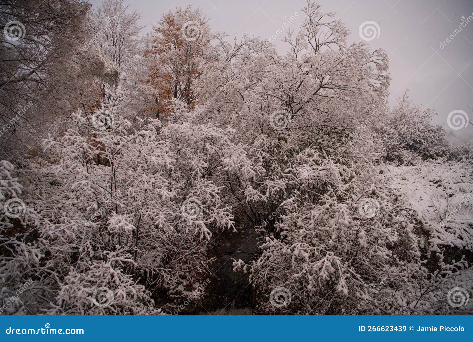 Bush in snow stock image. Image of spring, freezing - 266623439