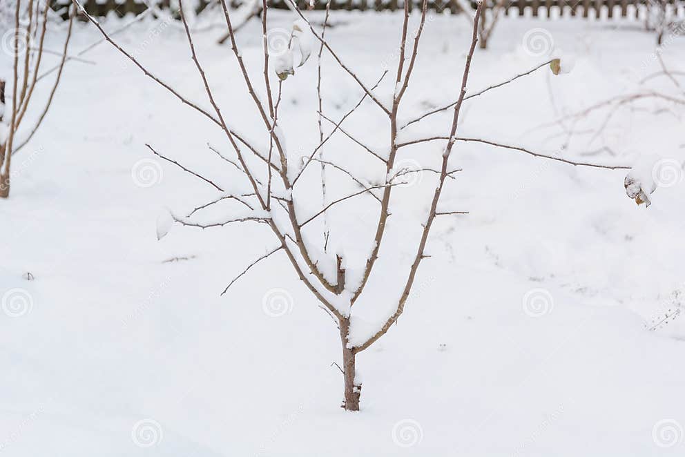 Bush in Snow. Currant in Snow in the Winter Stock Image - Image of ...