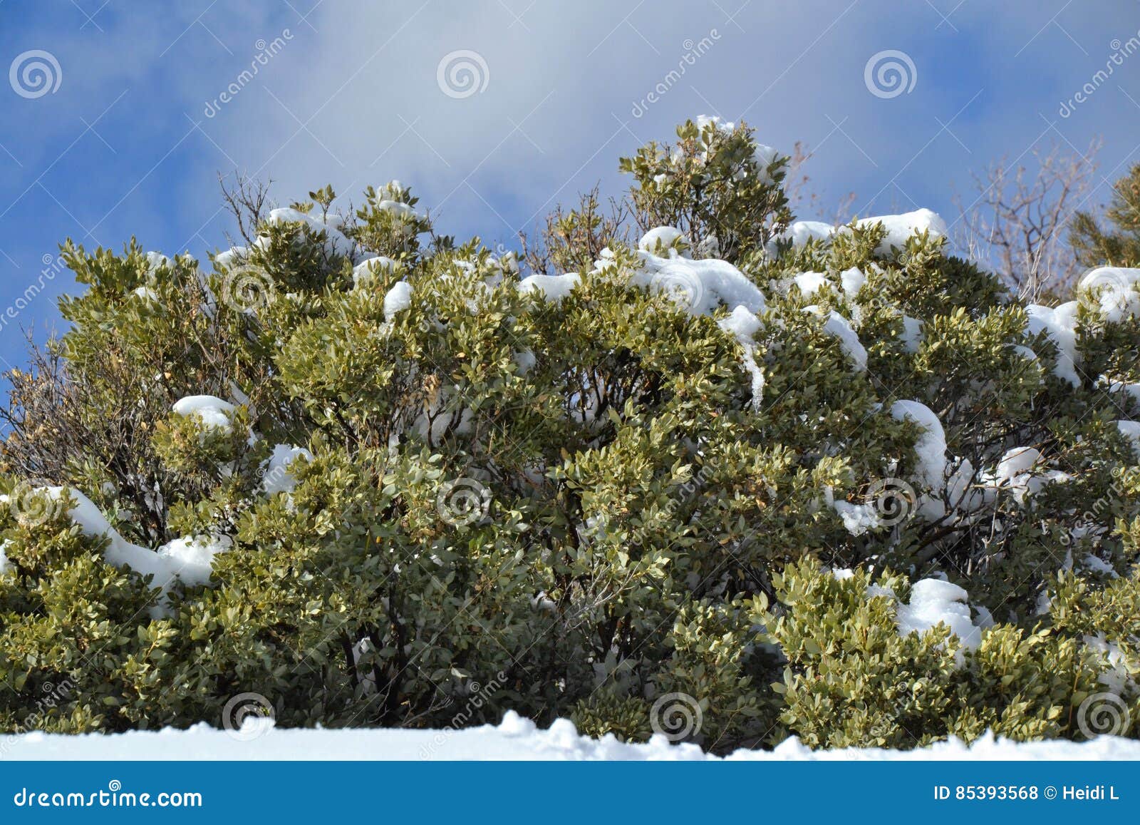Bush on Snow stock photo. Image of beautiful, winter - 85393568