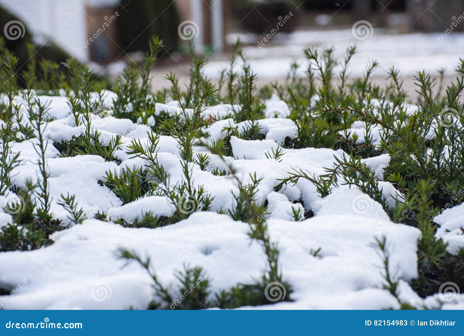 Bush in snow stock image. Image of decorative, holiday - 82154983