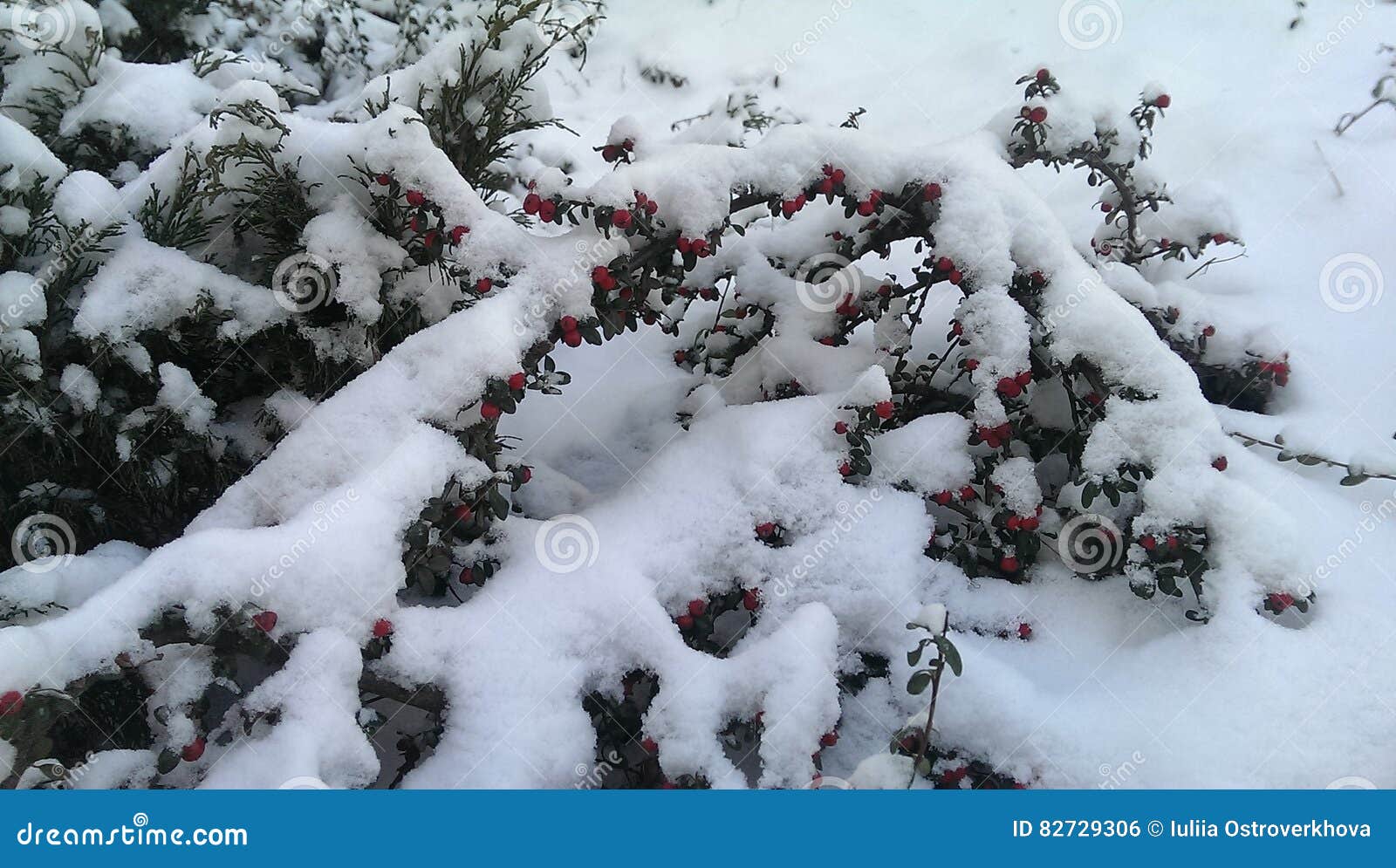 Bush in the snow stock photo. Image of winter, bush, snow - 82729306