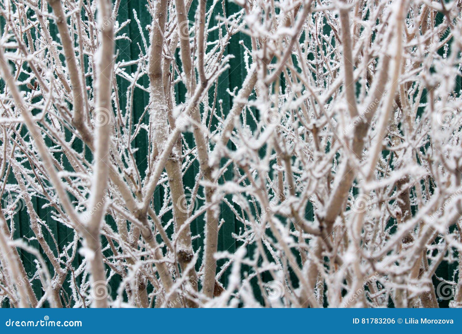 Bush in the Snow in Winter Garden Stock Photo - Image of landscape ...