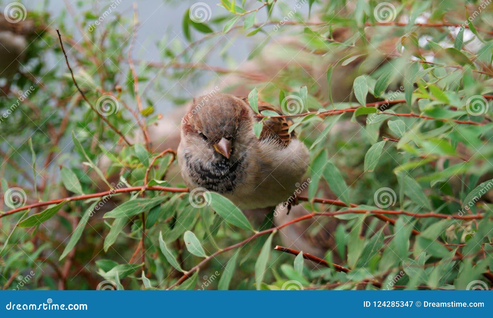 The Bush with sparrow stock image. Image of erithacus - 124285347