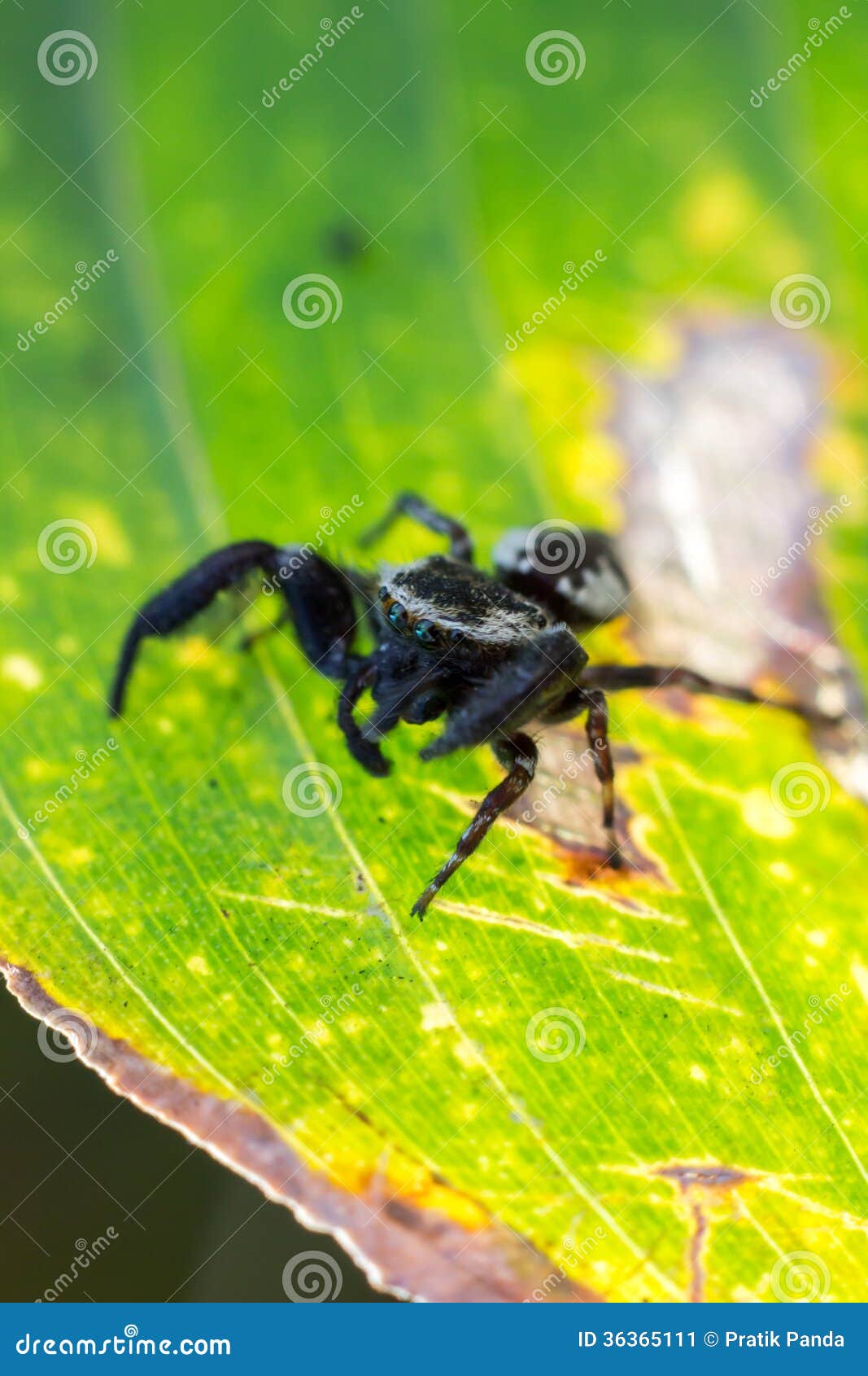 Bush spider on leaf stock image. Image of cold, spidey - 36365111